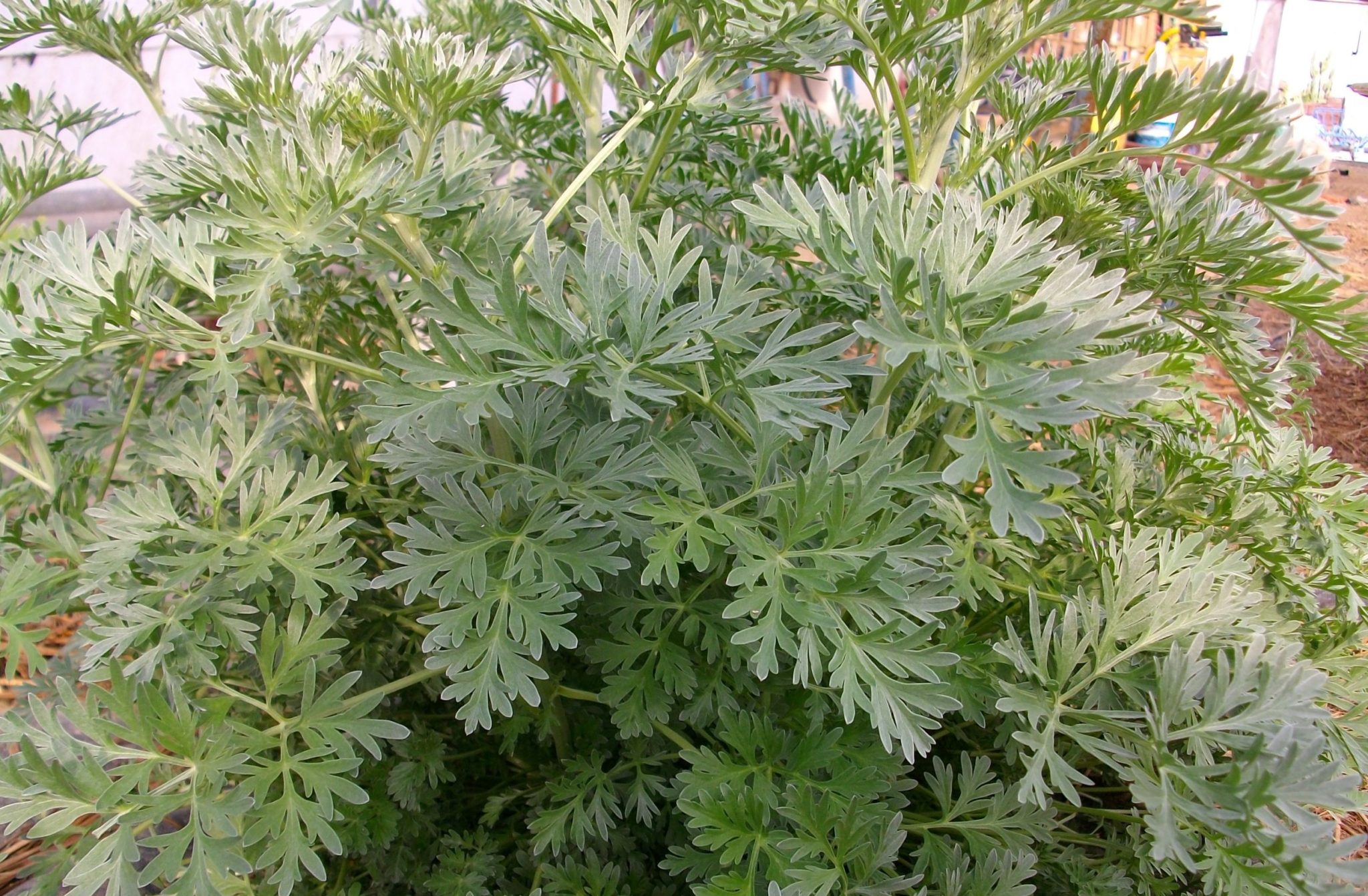 Absinthe - Midiflore Herbes aromatiques et fleurs comestibles