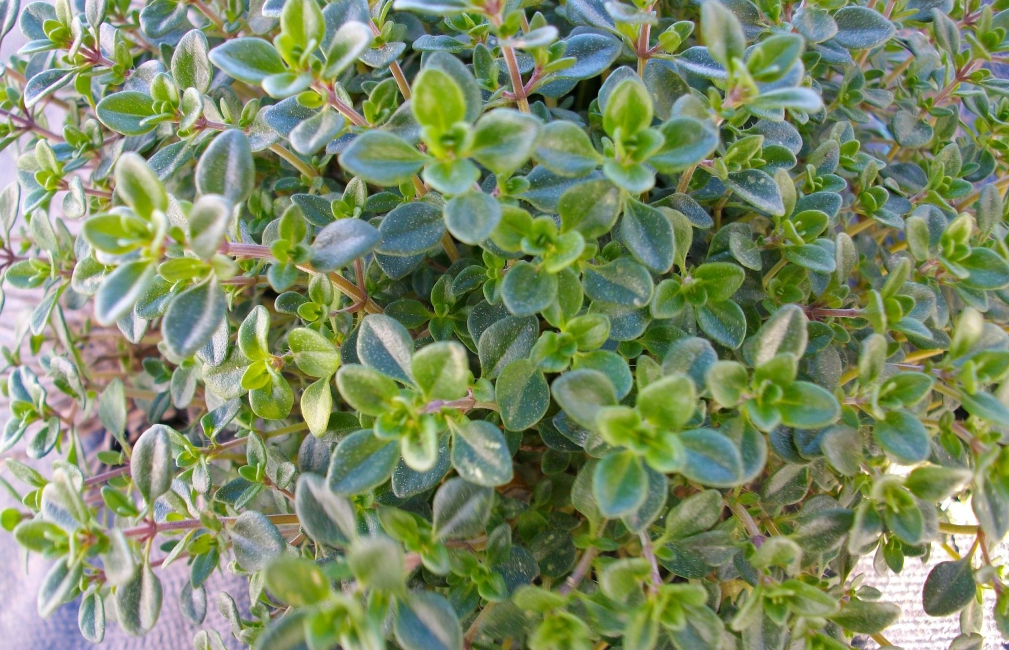 Thym Citron - Midiflore Herbes aromatiques et fleurs comestibles