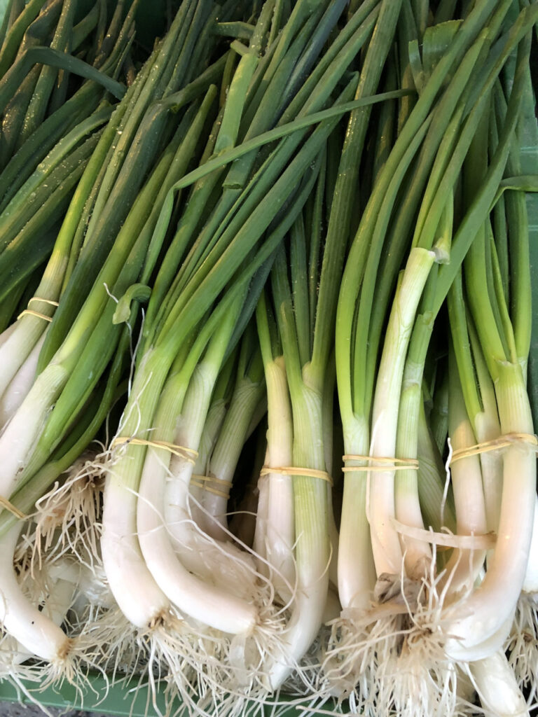 Cebette - Midiflore Herbes aromatiques et fleurs comestibles